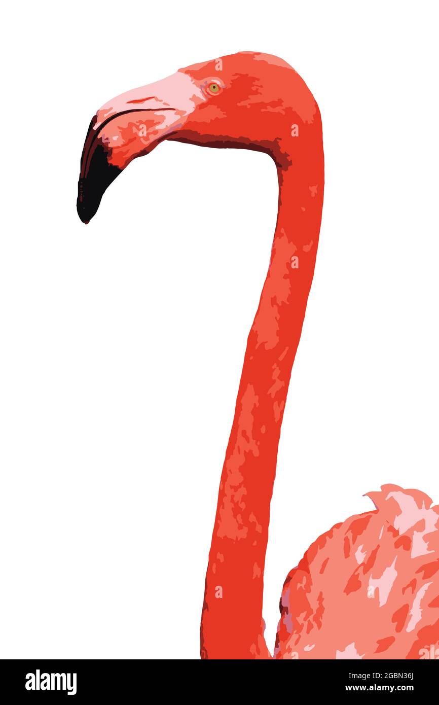 A side profile of a flamingo vector art work Stock Vector Image & Art ...