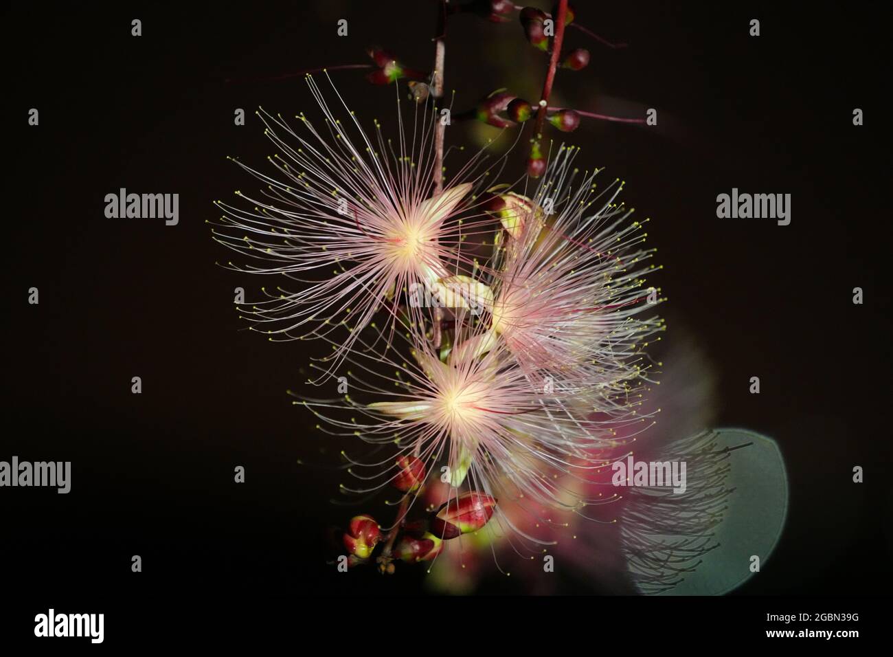 Barringtonia racemosa or powder puff tree flower at night. Strings of ...