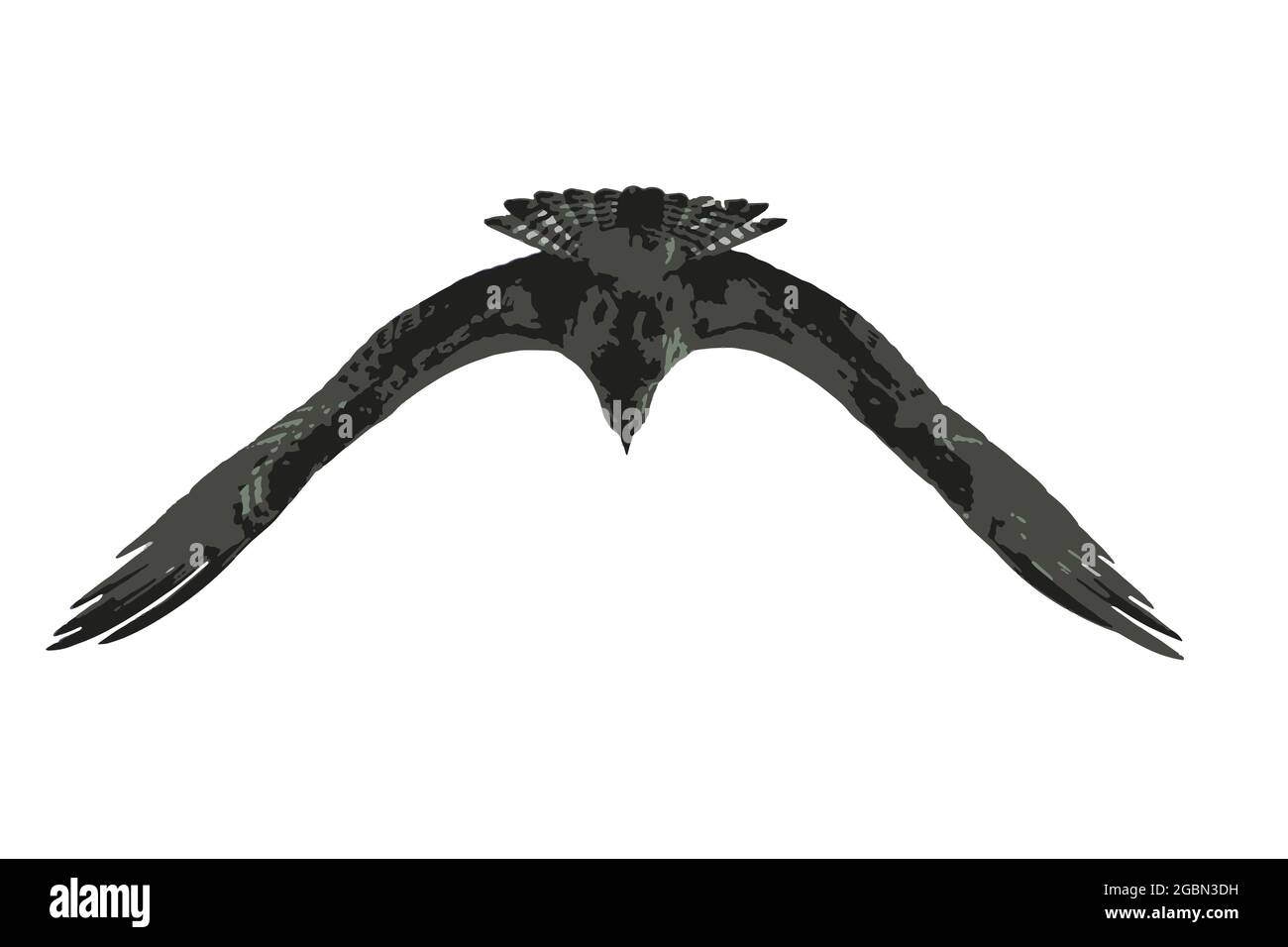 A vector image of an osprey in flight Stock Vector Image & Art - Alamy