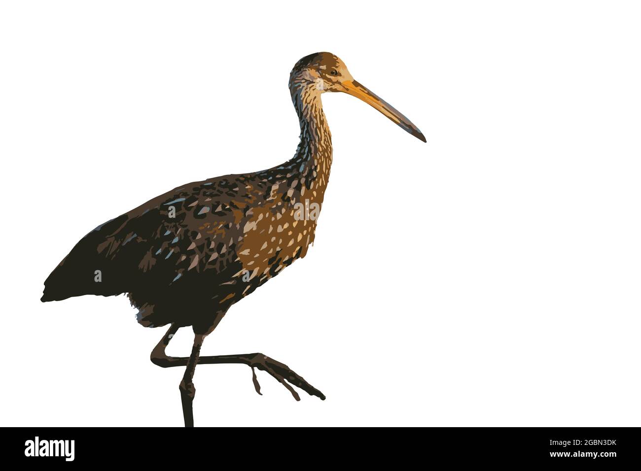 Florida white ibis Cut Out Stock Images & Pictures - Alamy