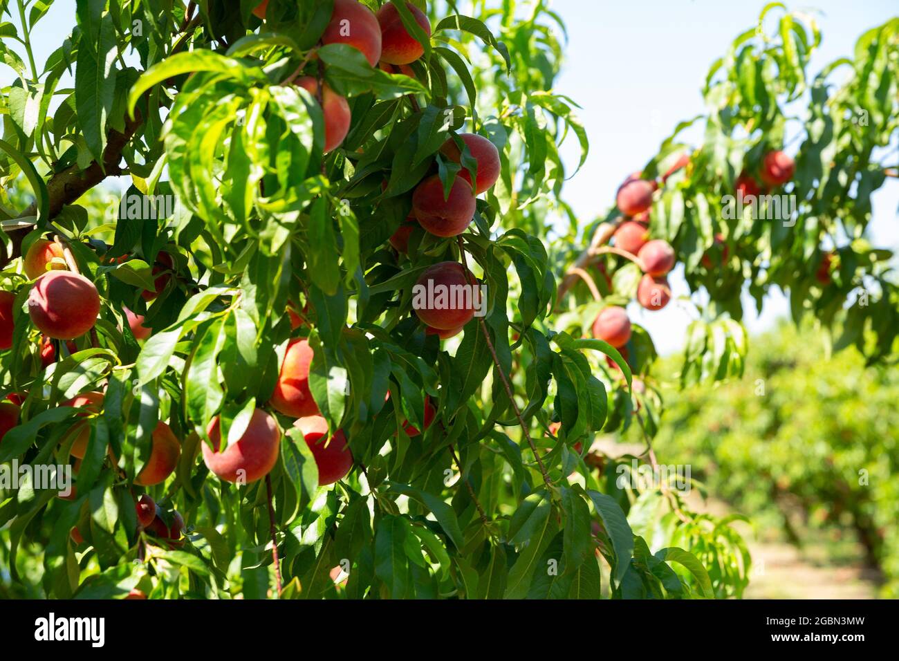 Ripening peaches on tree hi-res stock photography and images - Alamy