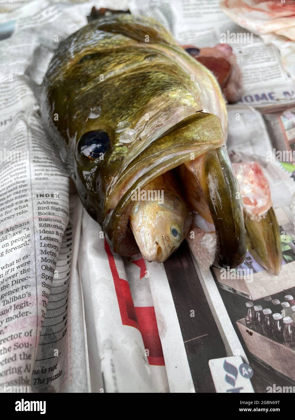 Fish Caught Eating Another Fish Stock Photo - Alamy