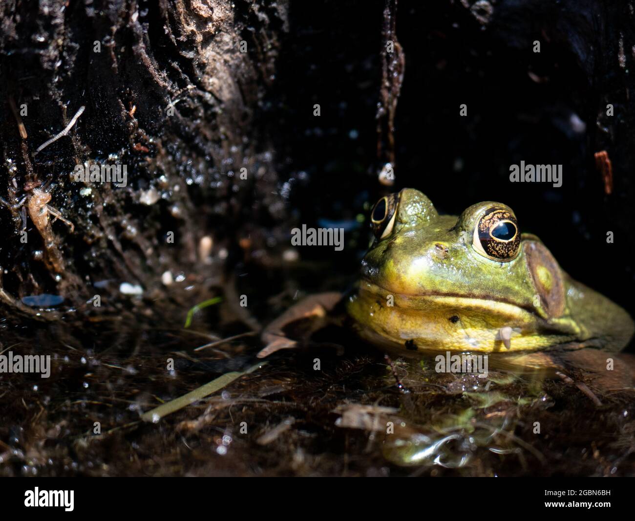 Lithobates clamitans hi-res stock photography and images - Alamy
