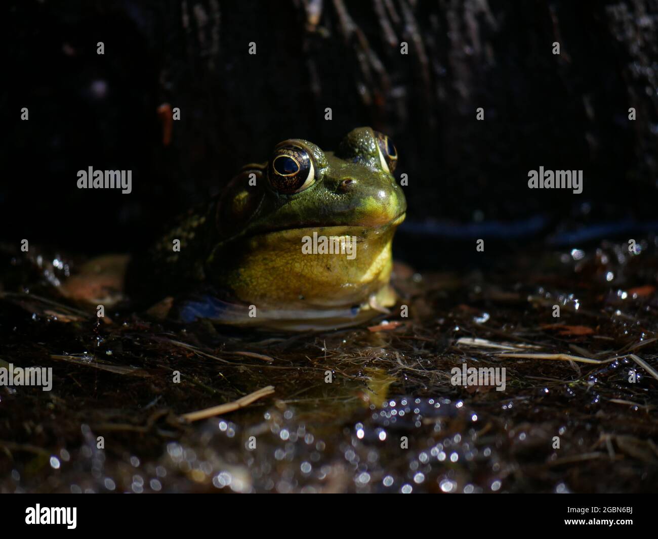 Lithobates clamitans hi-res stock photography and images - Alamy