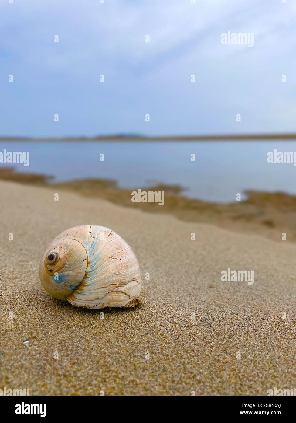 Sea Shell on Beach Stock Photo - Alamy