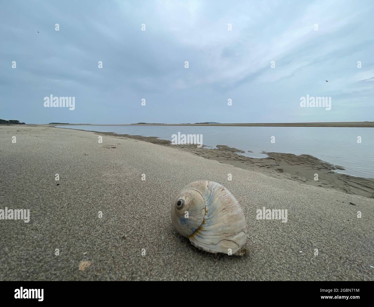 Sea Shell on Beach Stock Photo - Alamy