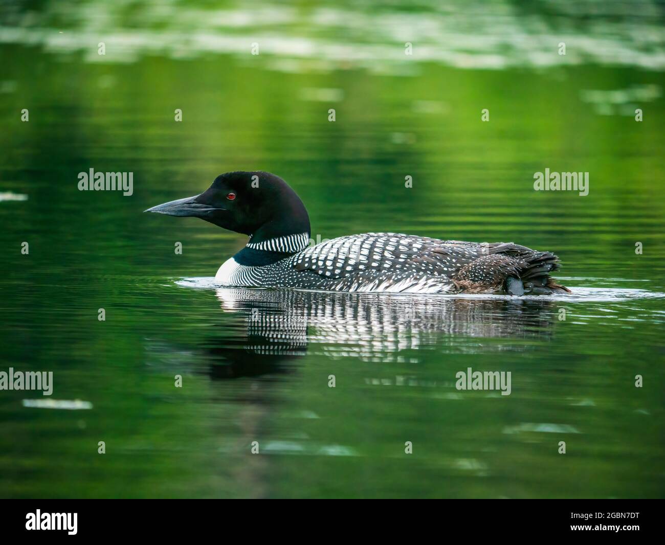 Gavia immer - Common Loon Stock Photo - Alamy