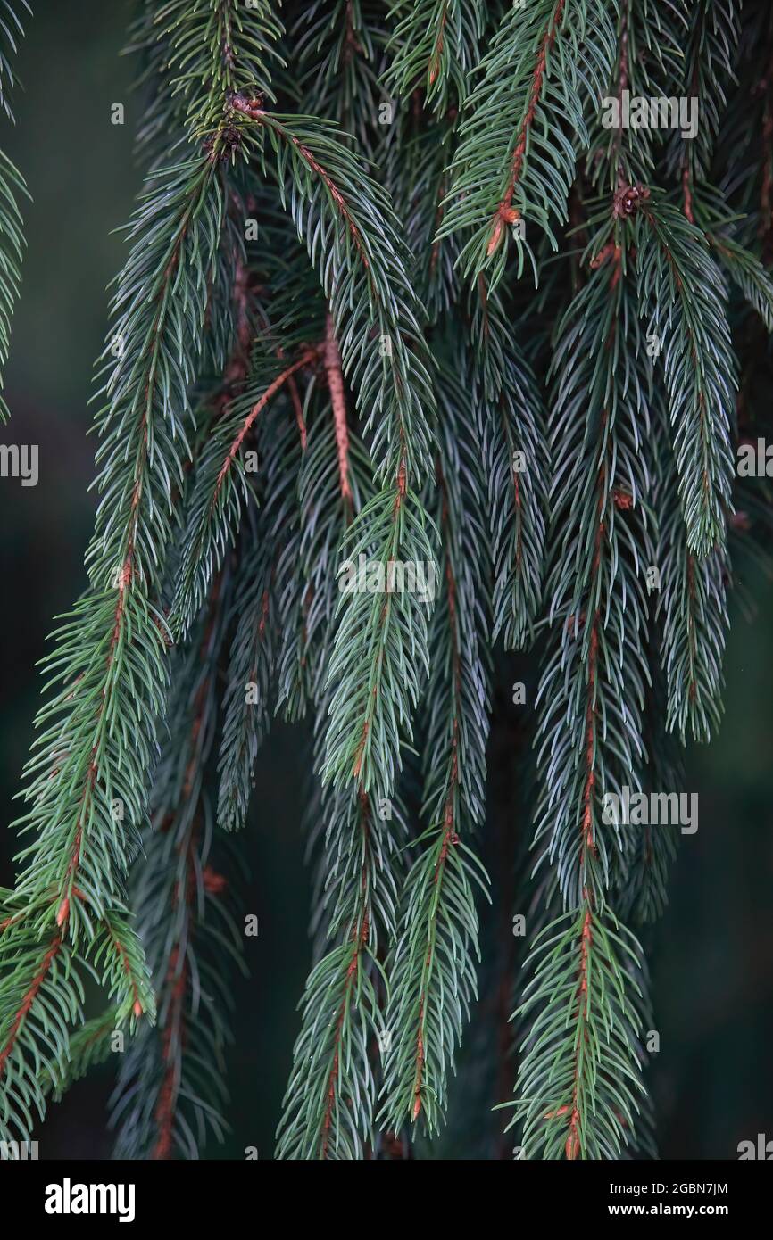 Evergreen needles hi-res stock photography and images - Alamy