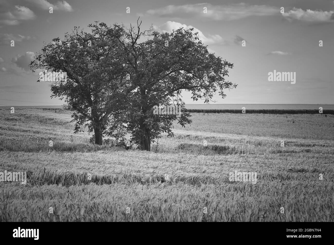 Grayscale shot of trees in the middle of the rice field Stock Photo - Alamy