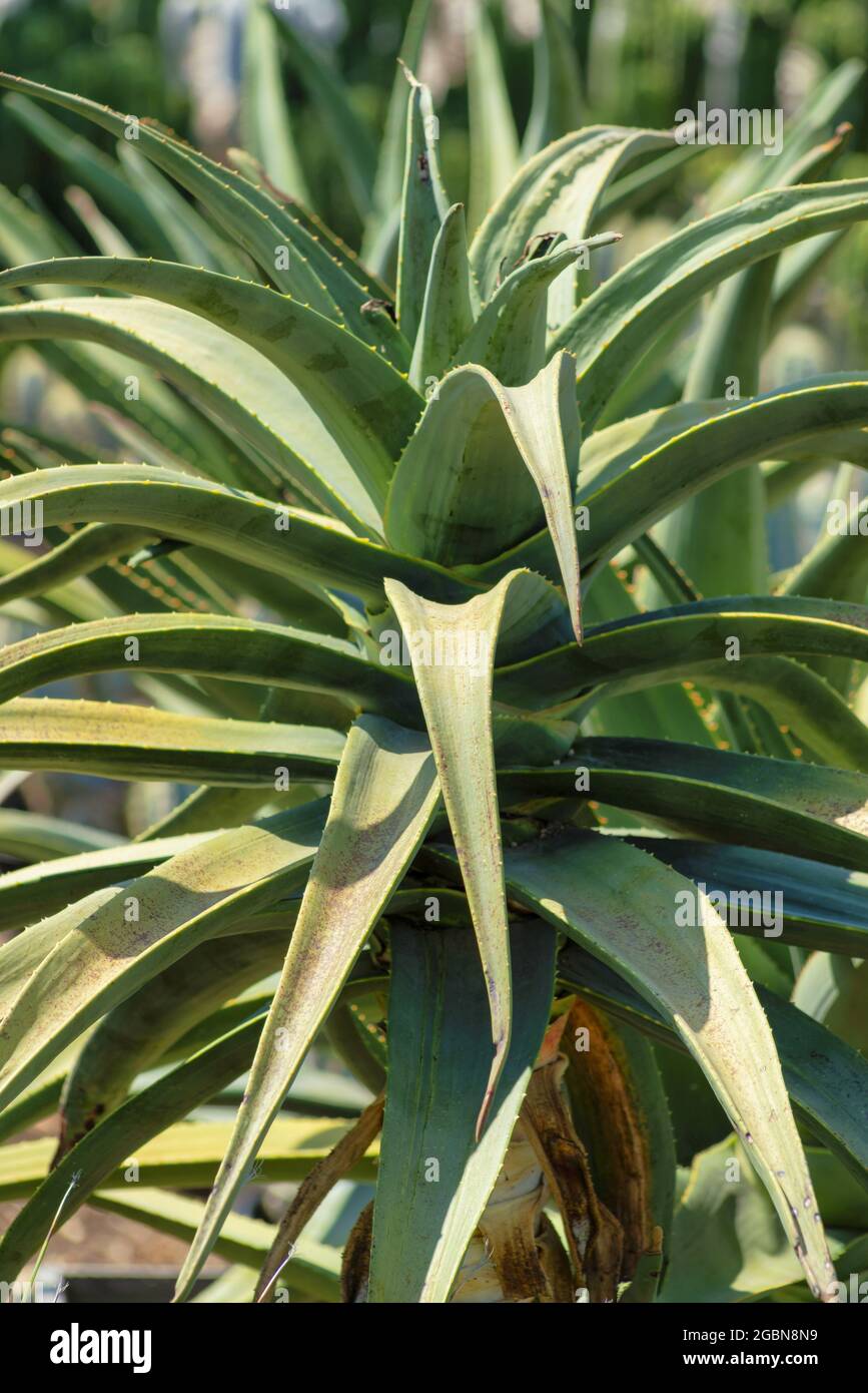 Vertical shot of dwarf century plant in a garden Stock Photo - Alamy