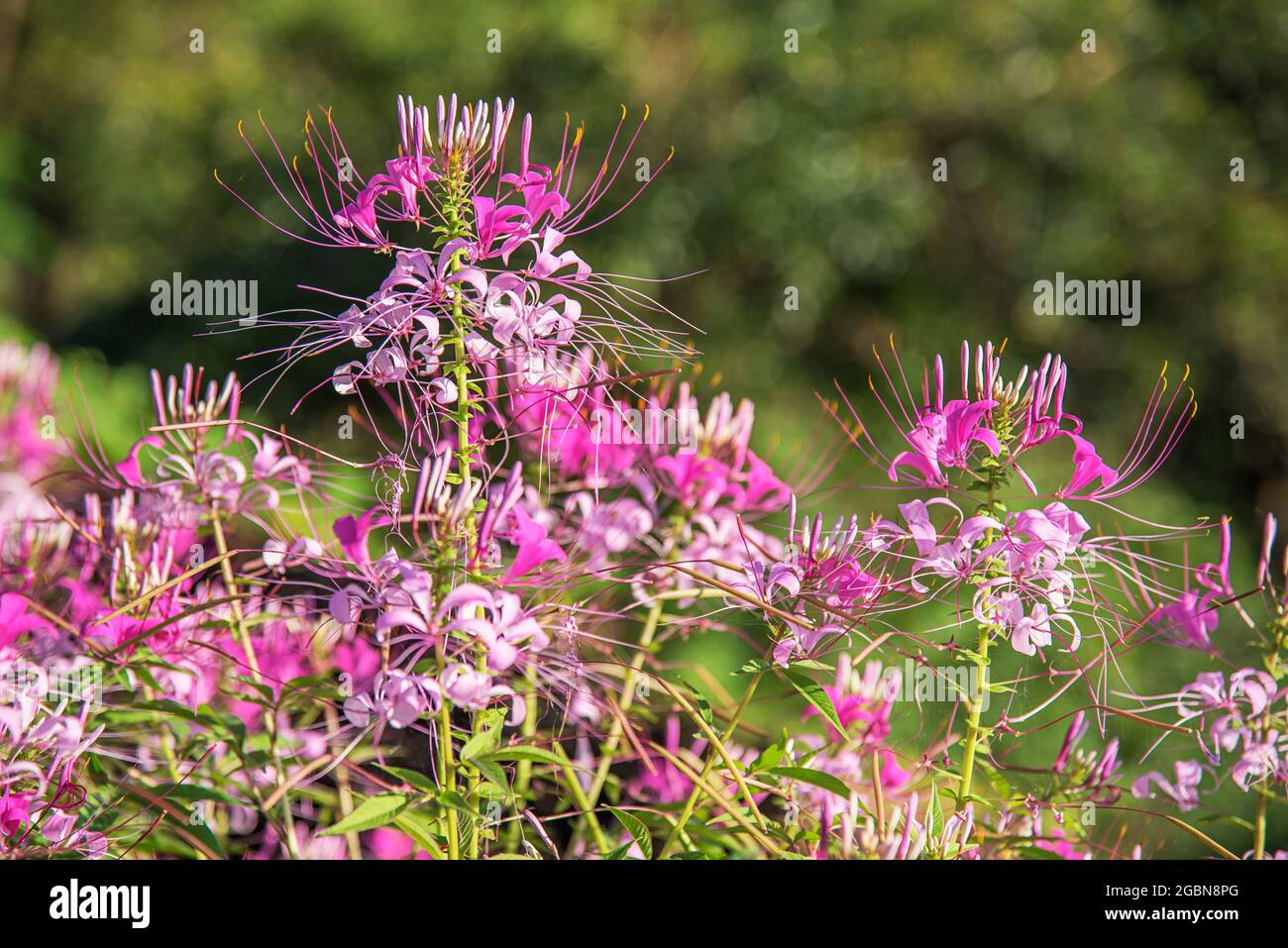 Beautiful and colorful wild flowers in the forest Stock Photo - Alamy