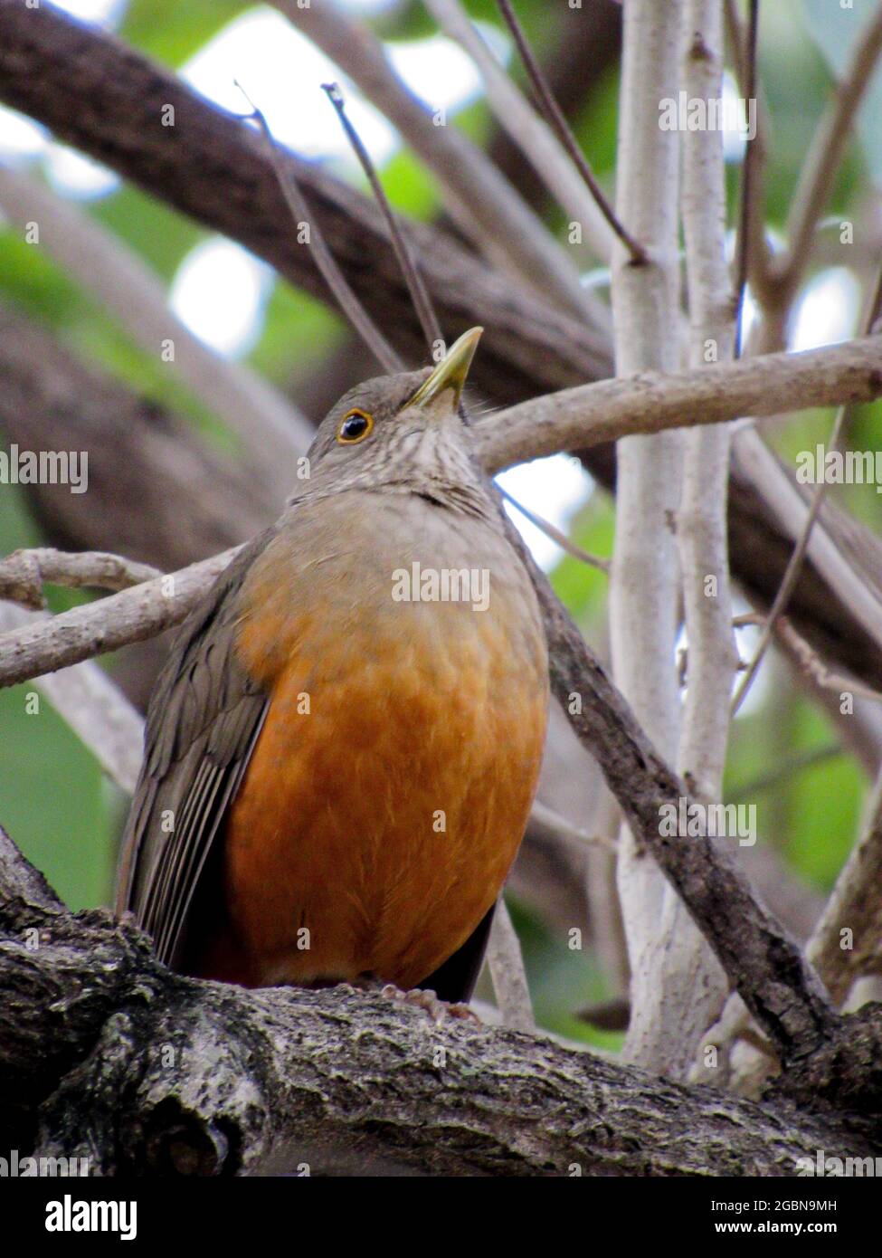 Orange sabia bird Stock Photo - Alamy