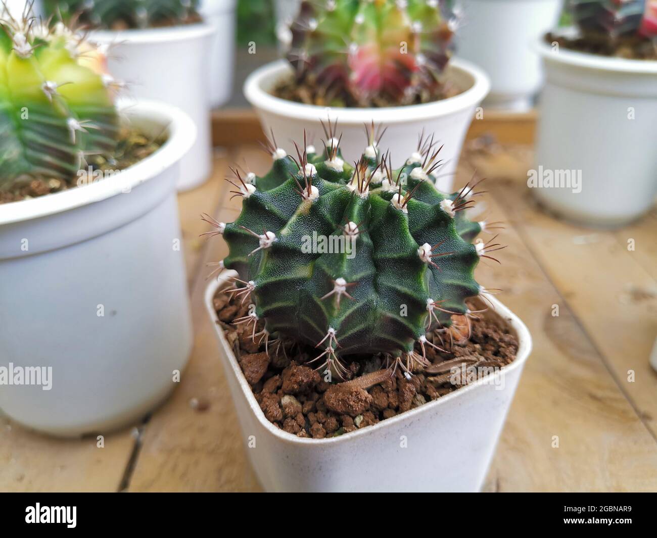 Mini cactus hi-res stock photography and images - Alamy