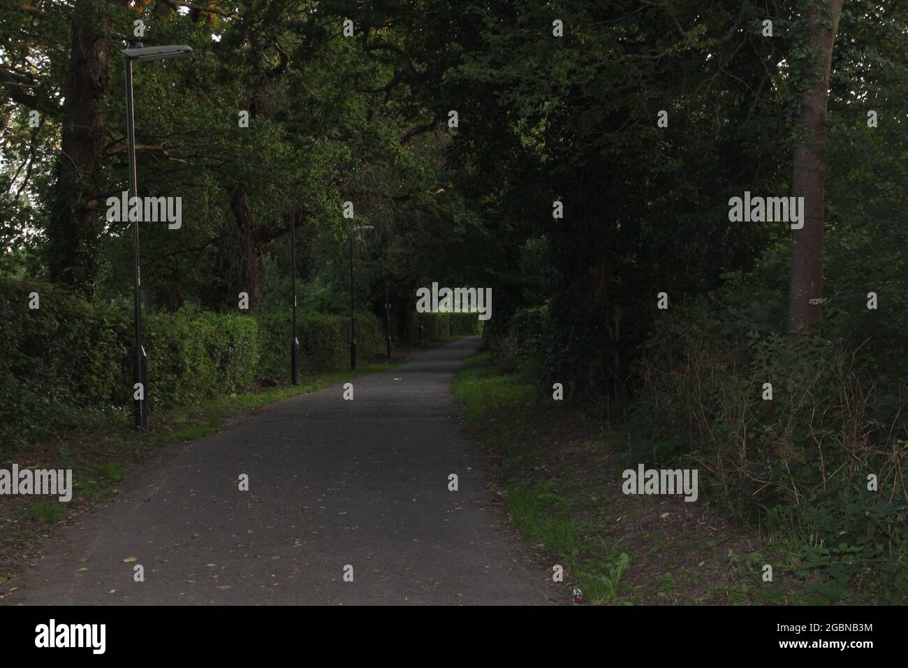 Pathway for bicycles and people in a park covered in greenery in the ...