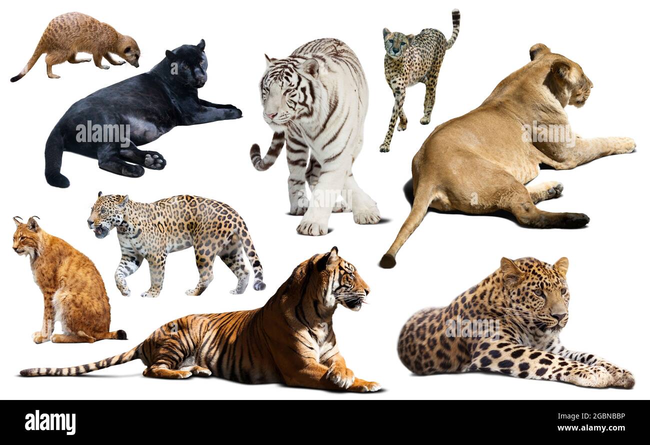 Set of wild mammals isolated over white Stock Photo - Alamy