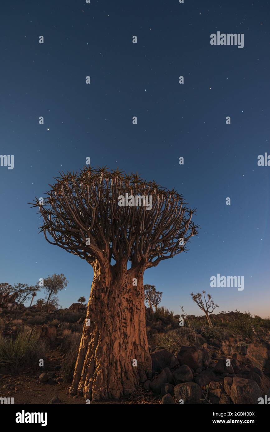 Giant quiver tree in the quiver tree forest in Namibia, South Africa ...