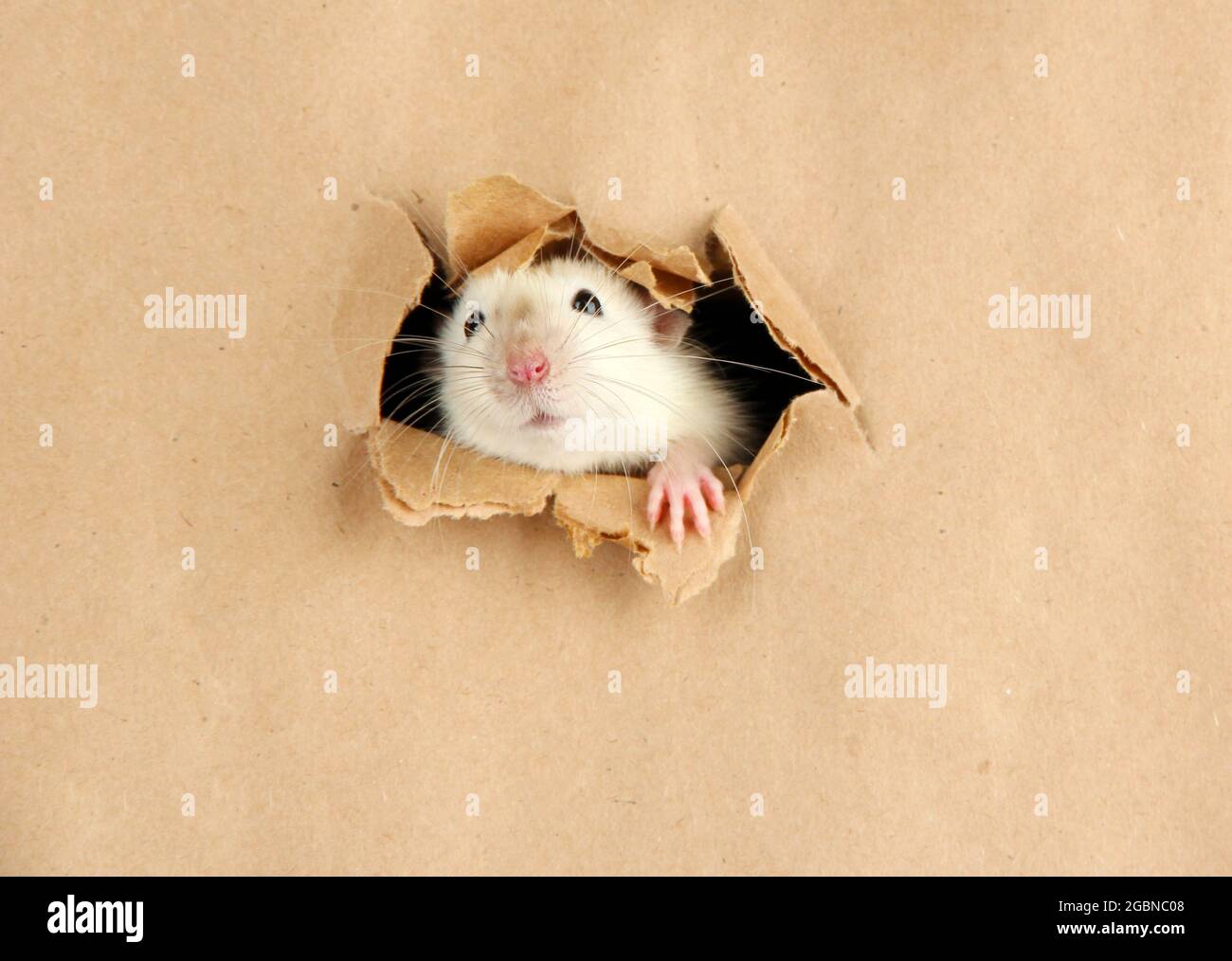 funny little rat on paper background Stock Photo - Alamy