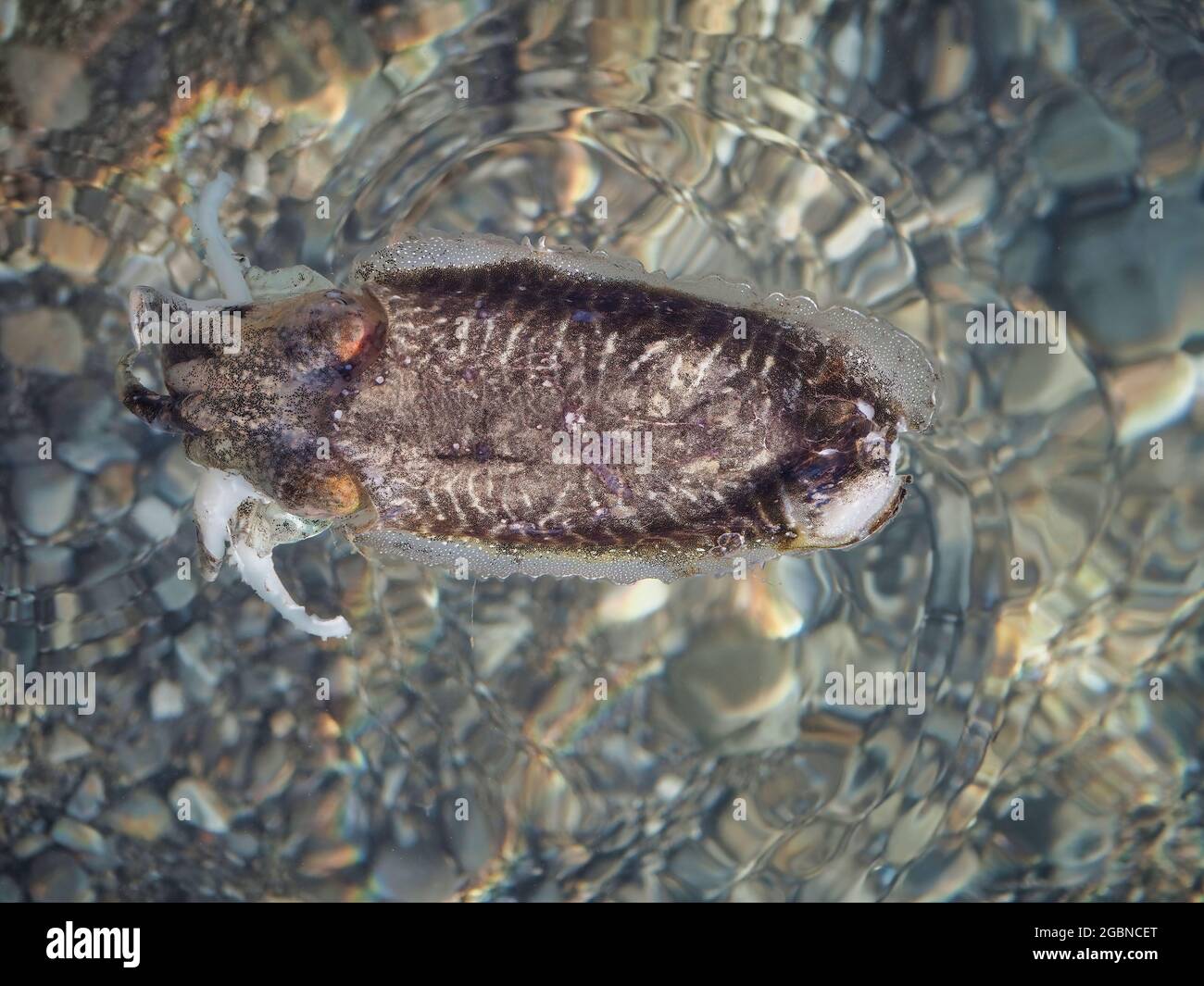 Top view of a Cuttlefish swimming in limpid water with stones on the ...