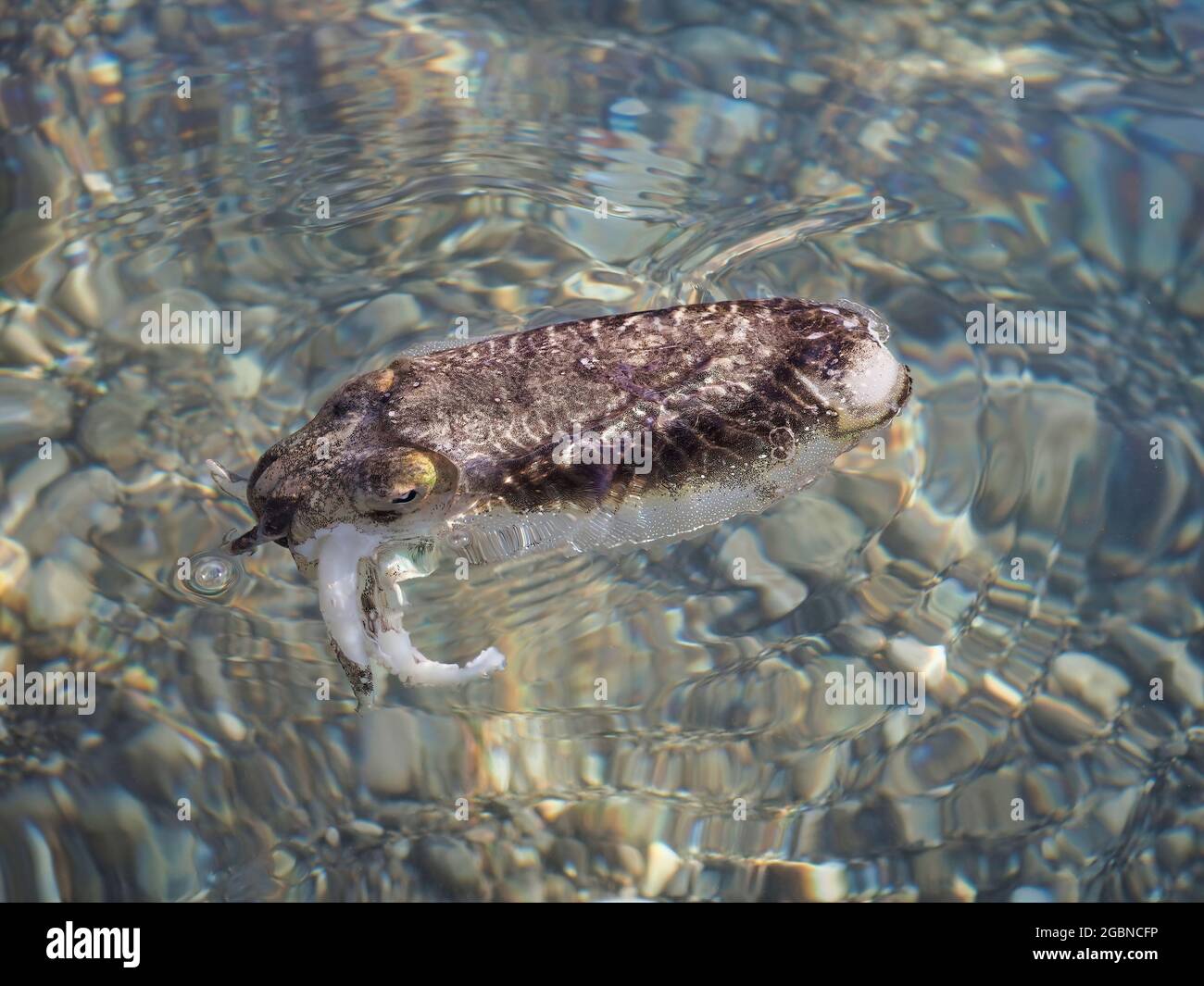 Close up of a Cuttlefish swimming in limpid water with stones on the ...
