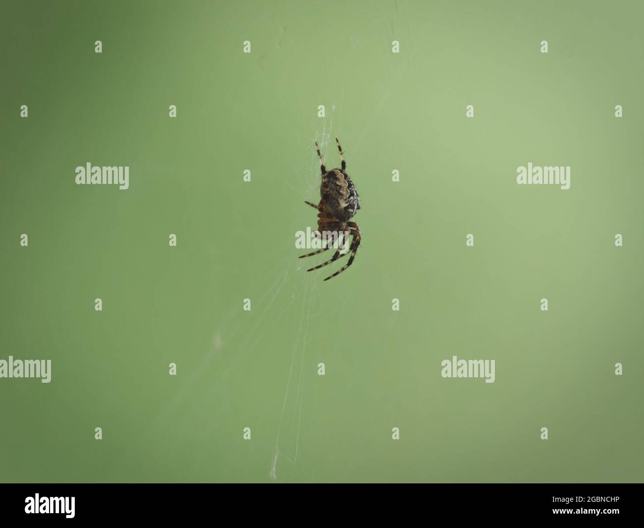 Closeup of a small dark spider on the spider web on a green background ...