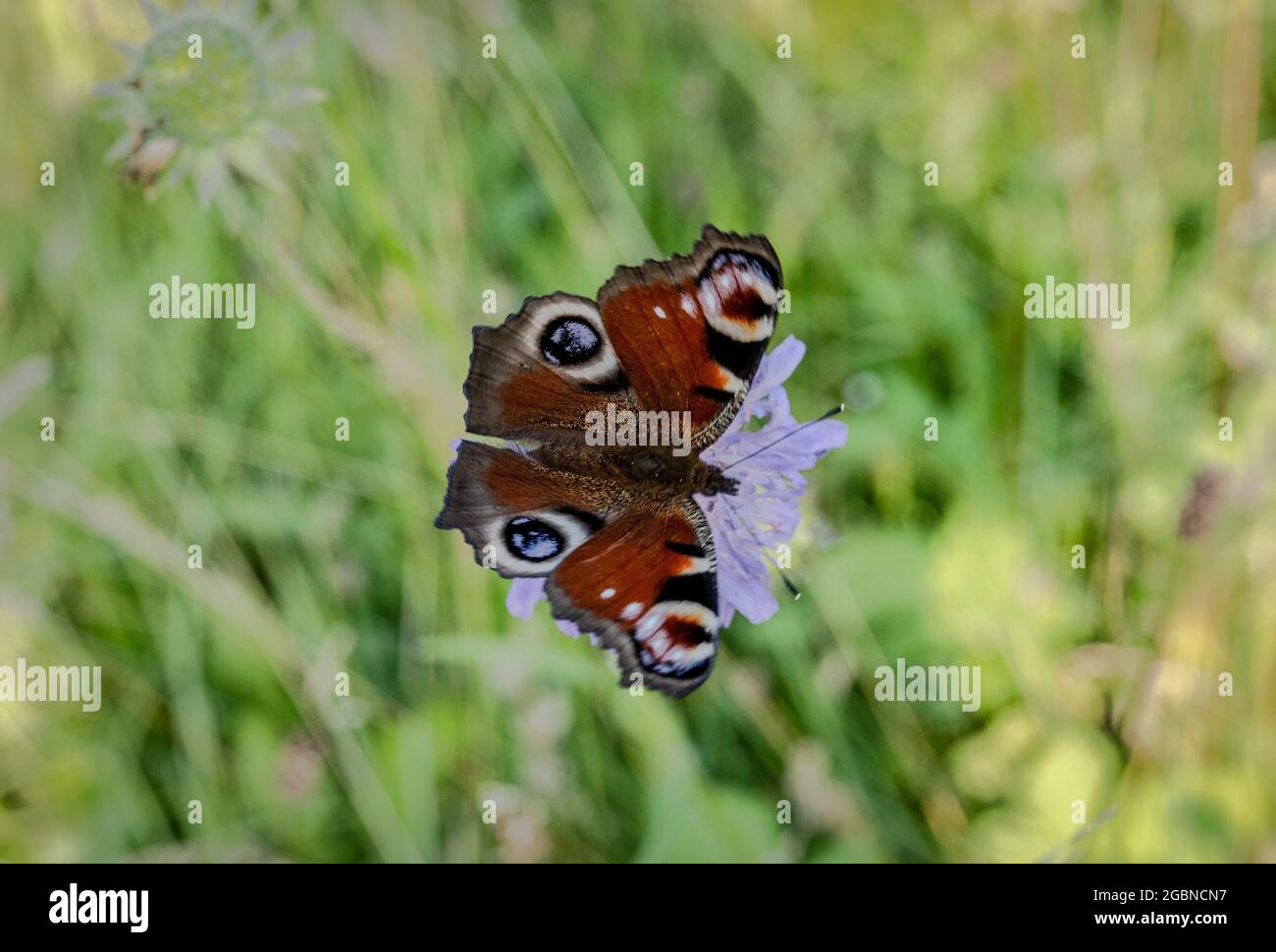 Top view gorgeous butterfly hi-res stock photography and images - Alamy
