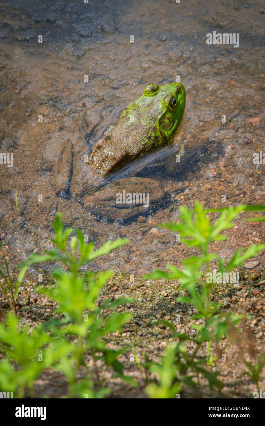 Frog dissection hi-res stock photography and images - Alamy