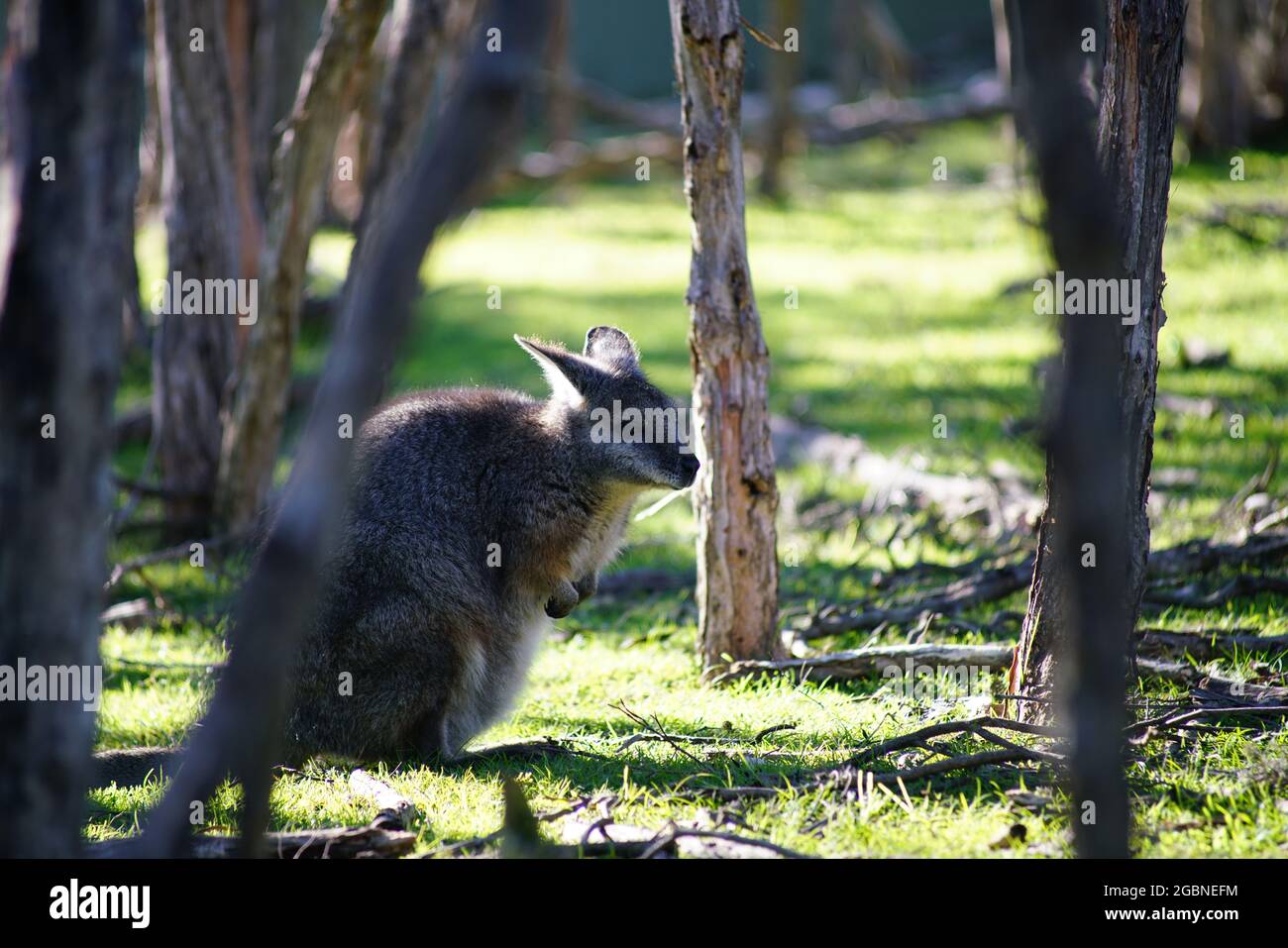 Scared little kangaroo standing on a field of grass on a sunny day with ...