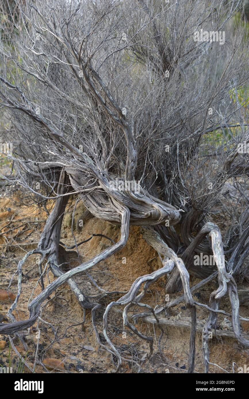 Entwining hi-res stock photography and images - Alamy