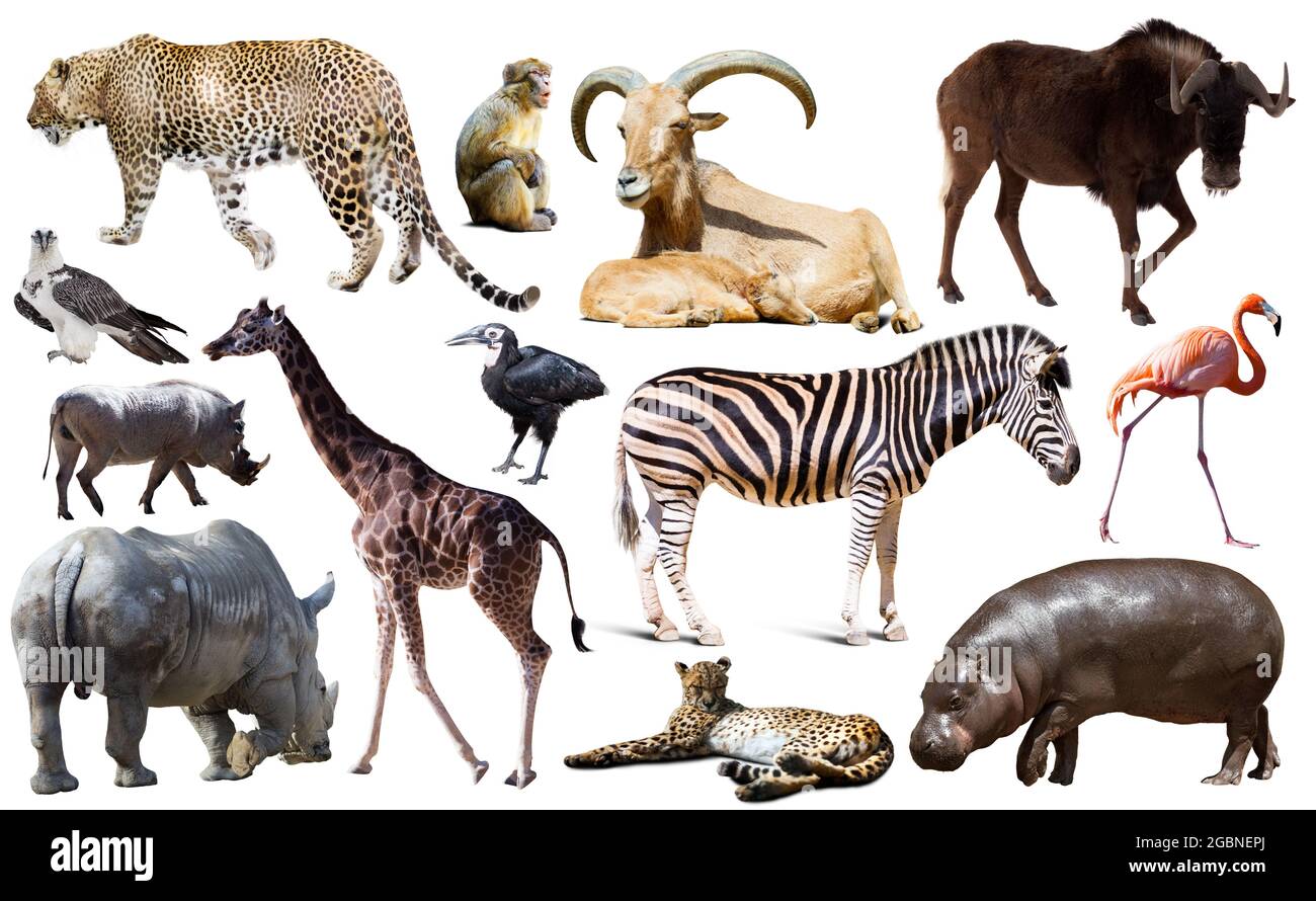 Collage with African mammals and birds Stock Photo - Alamy