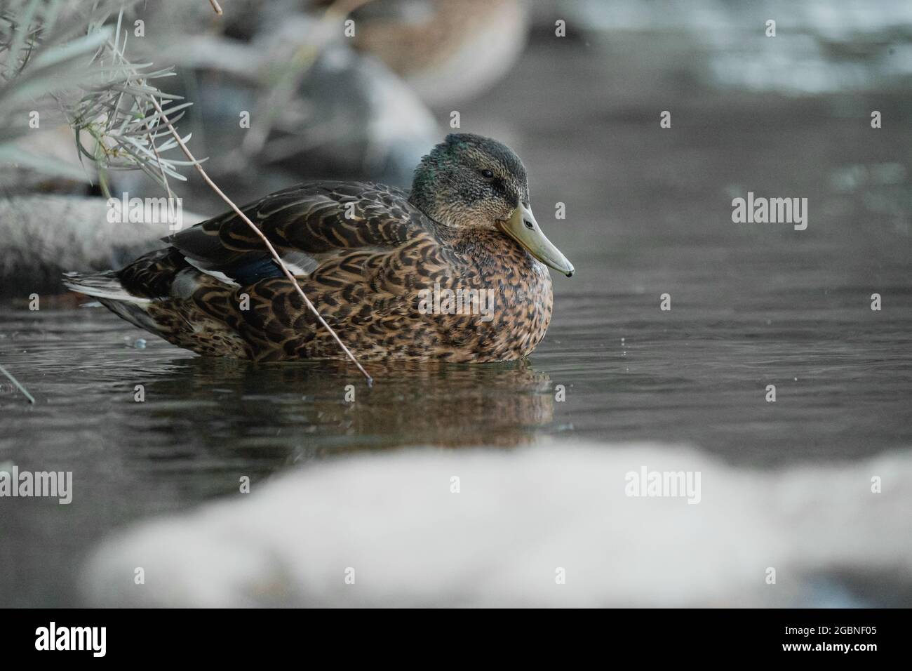 Cute, chubby mallard hen duck with a happy little smile swimming ...