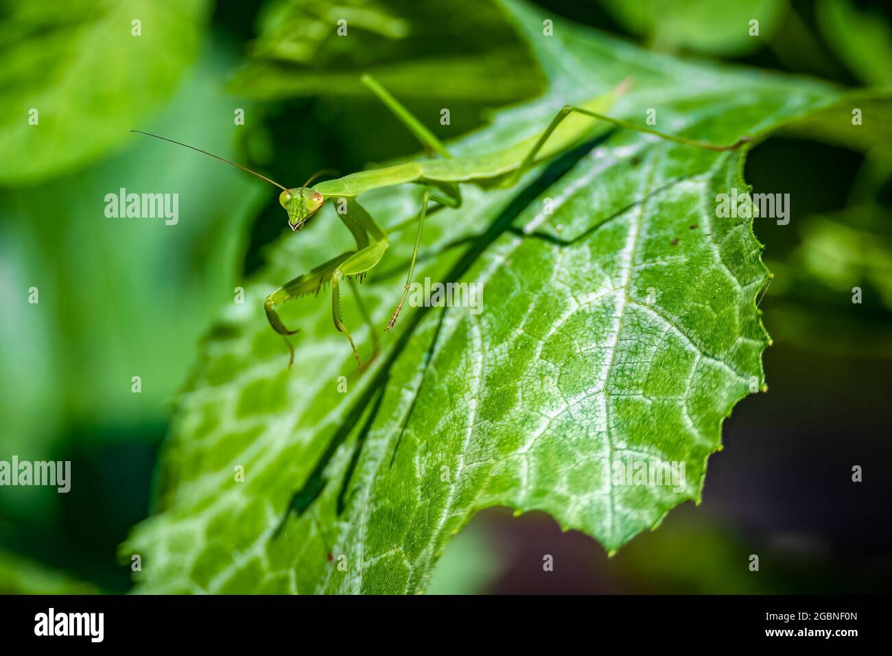 Closeup cute little mantis hi-res stock photography and images - Alamy
