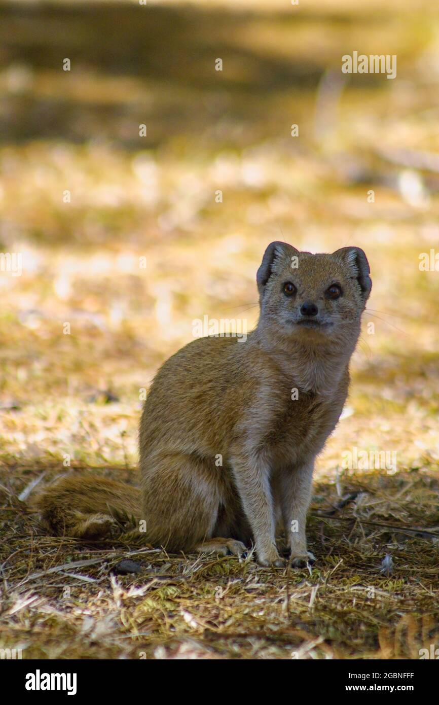 Vertical shot of a beautiful mongoose sitting on a pile of grass and ...