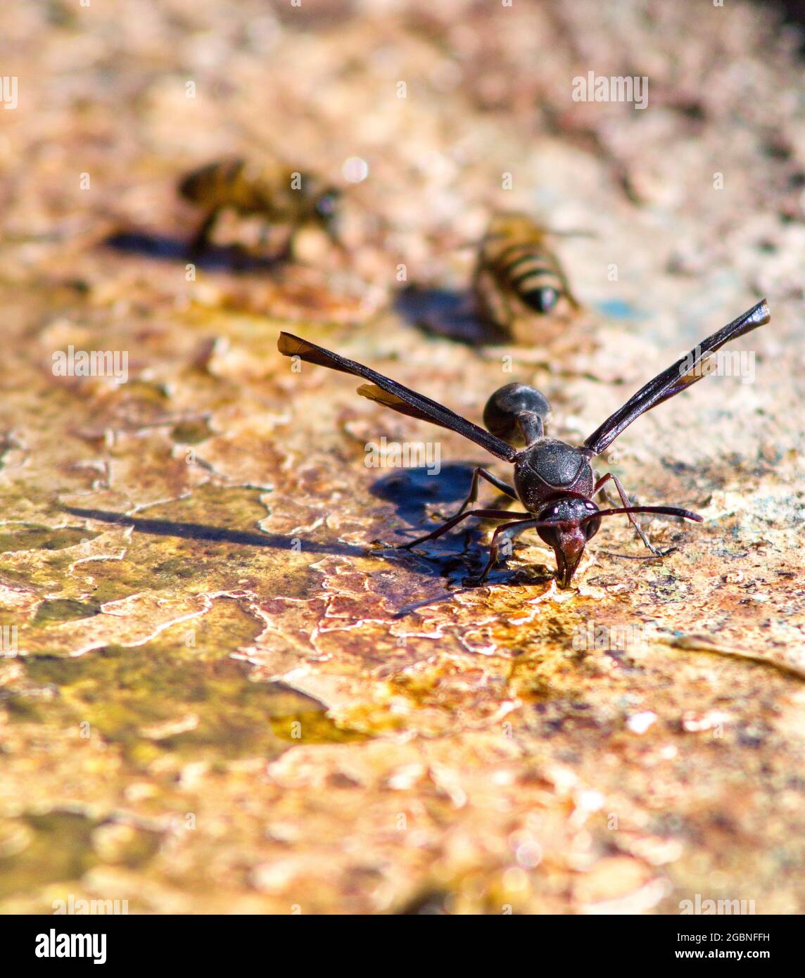 Ground bees hi-res stock photography and images - Alamy