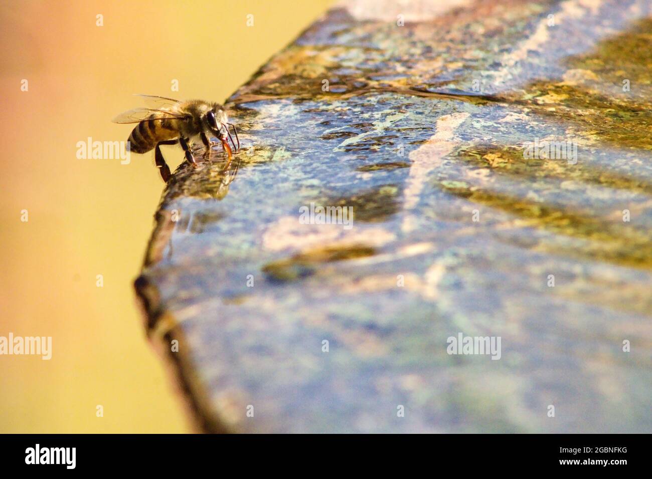 Closeup of a cute bumblebee drinking from a stone water fountain with a ...