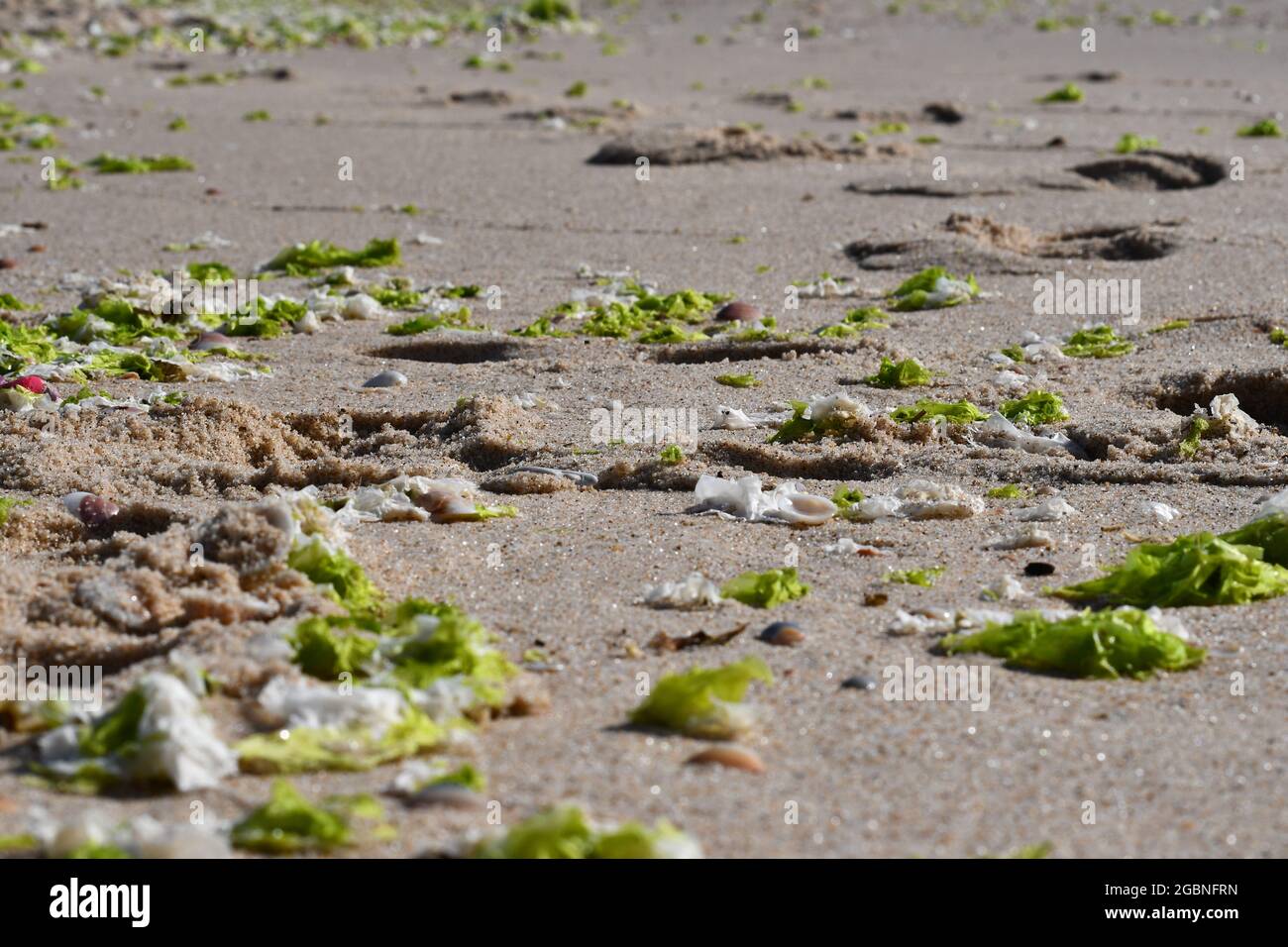 Beach texture with green seaweed, seashells, and lots of sand Stock ...