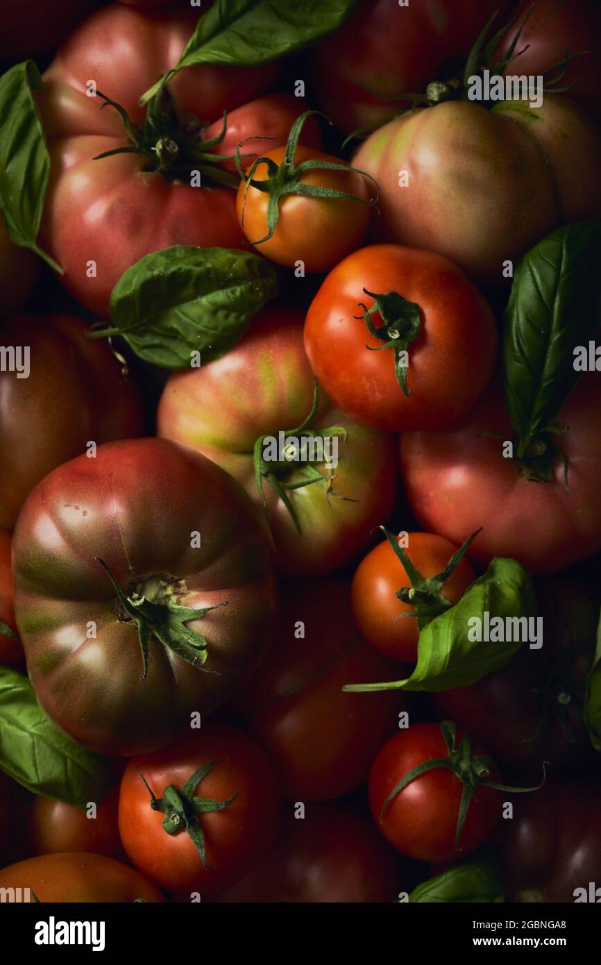 Heirloom tomatoes with fresh basil leaves Stock Photo - Alamy