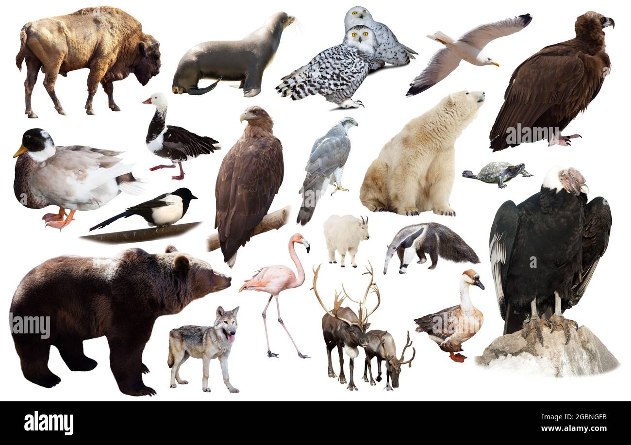 north american animals set isolated Stock Photo - Alamy
