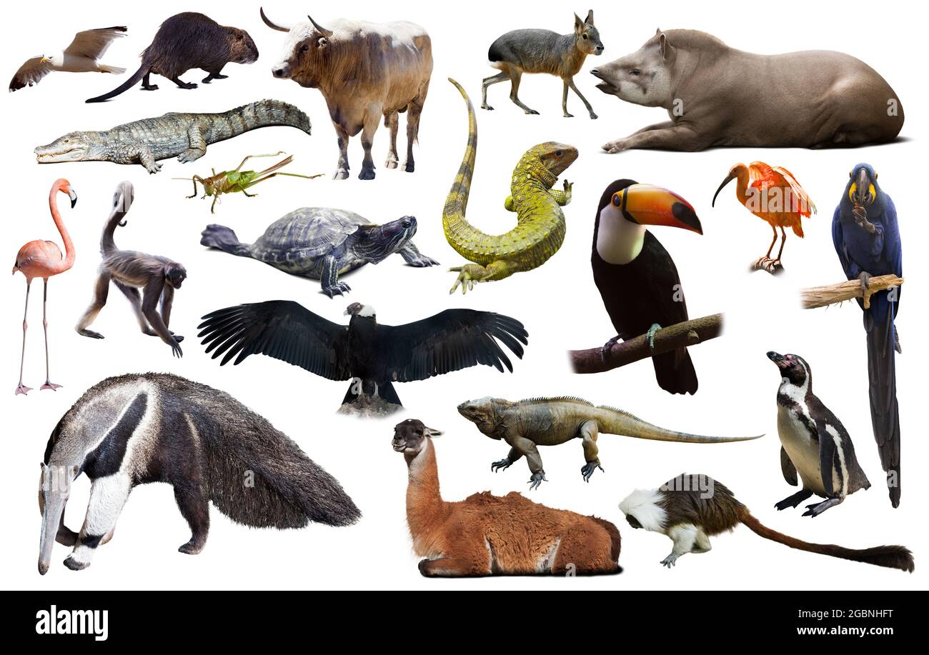 south america animals isolated Stock Photo - Alamy