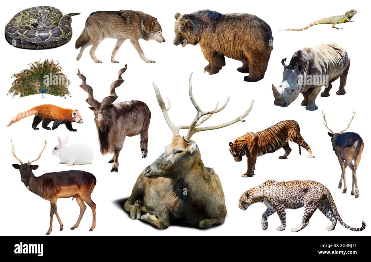 animal collection asia Stock Photo - Alamy