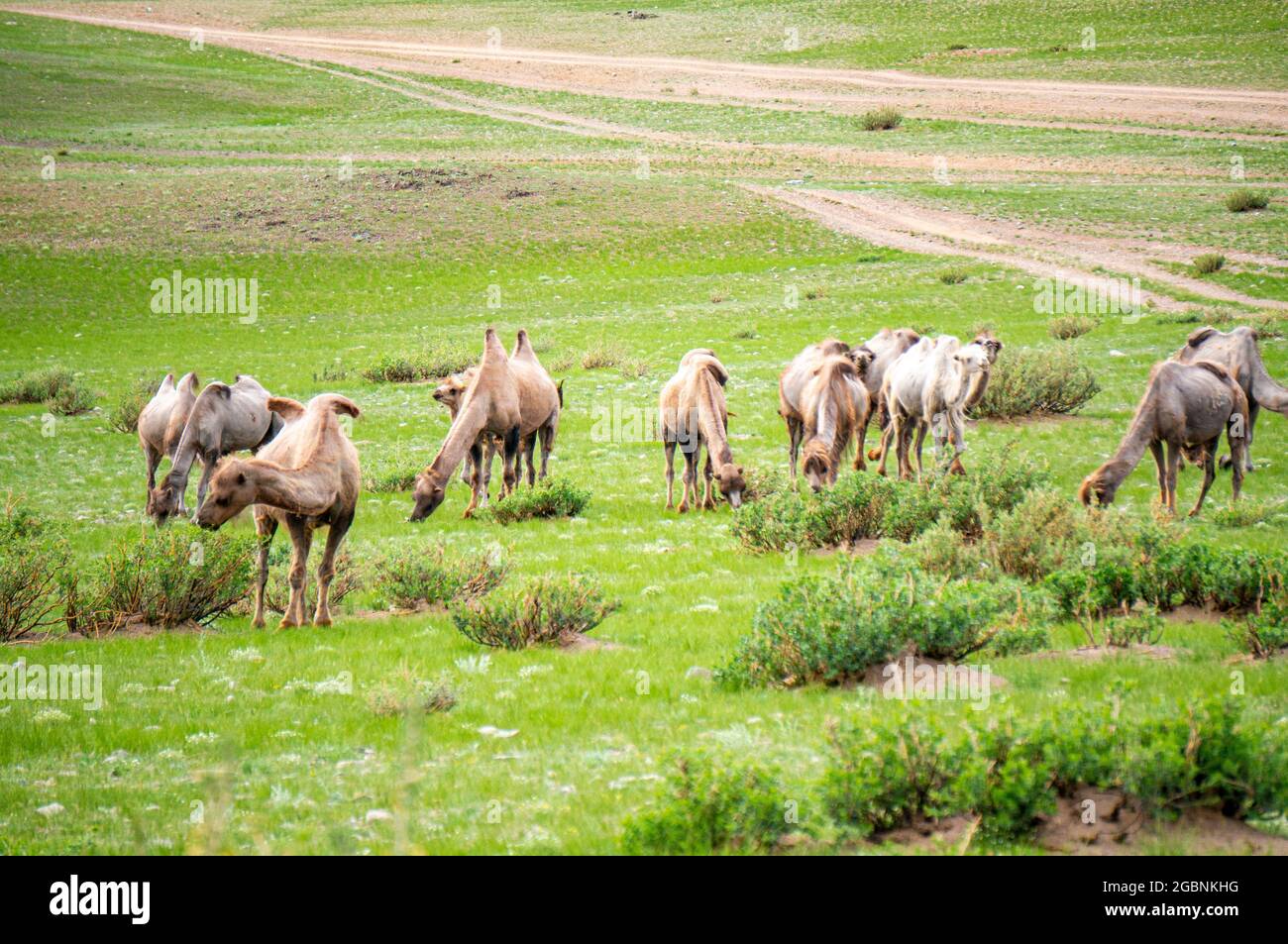Nice meadow grass with cattle in Mongolia Stock Photo - Alamy