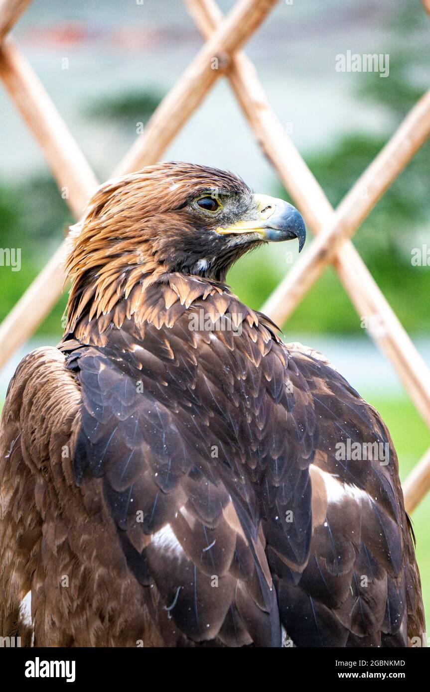 Mongolia eagle on meadow hi-res stock photography and images - Alamy