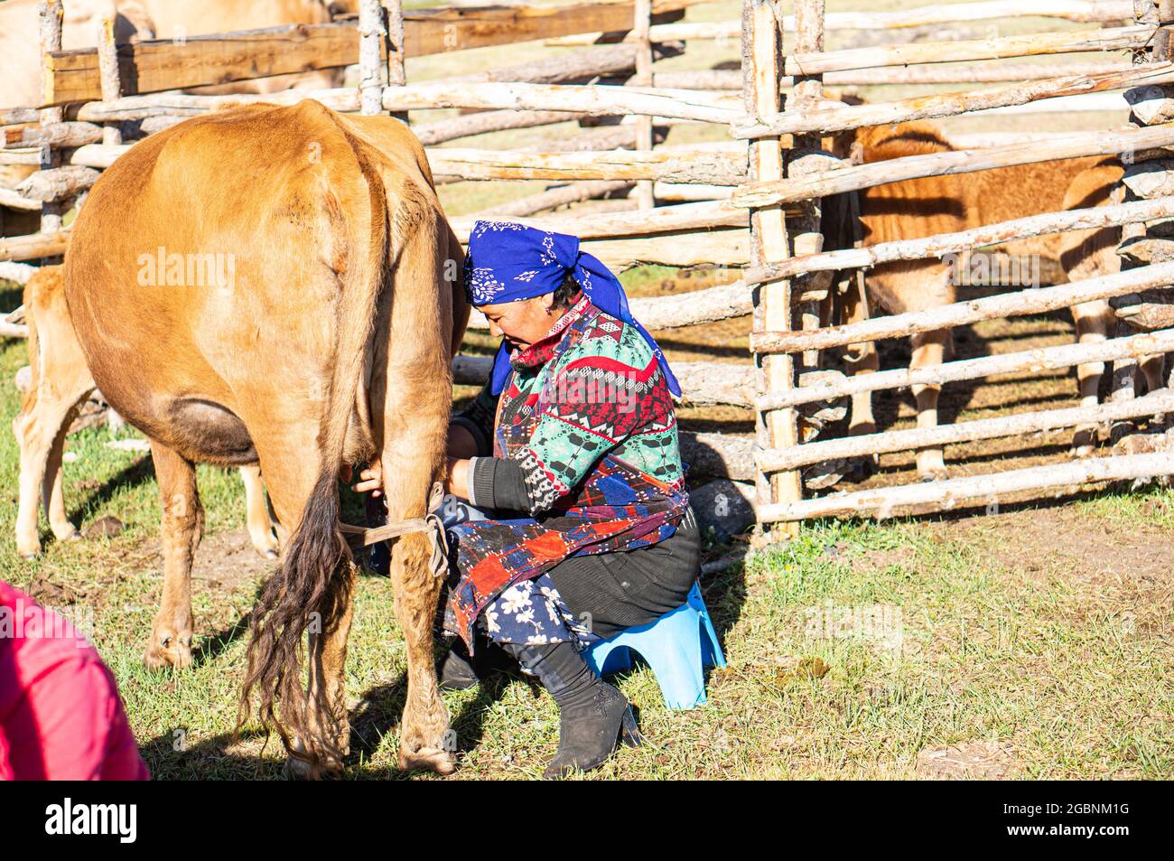 Nice meadow grass with cattle in Mongolia Stock Photo - Alamy