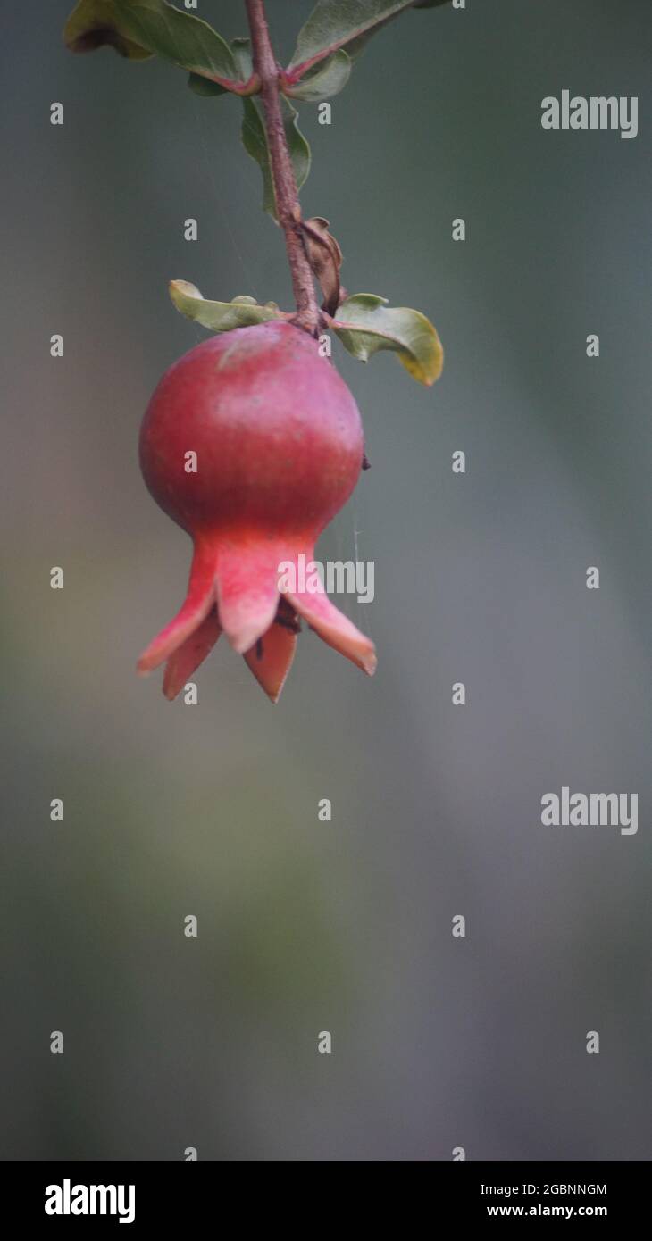 Closeup of a small pomegranate growing on a tree branch Stock Photo - Alamy