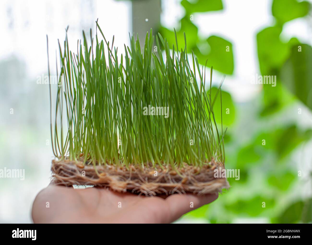 Sprouted wheat grains, micro-green in the hand close-up. Sprouted wheat ...