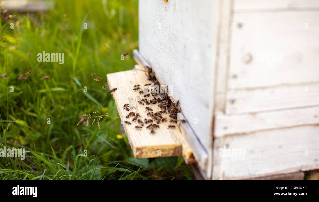 Bees collect pollen from the flowers and carry it to the hive. The ...