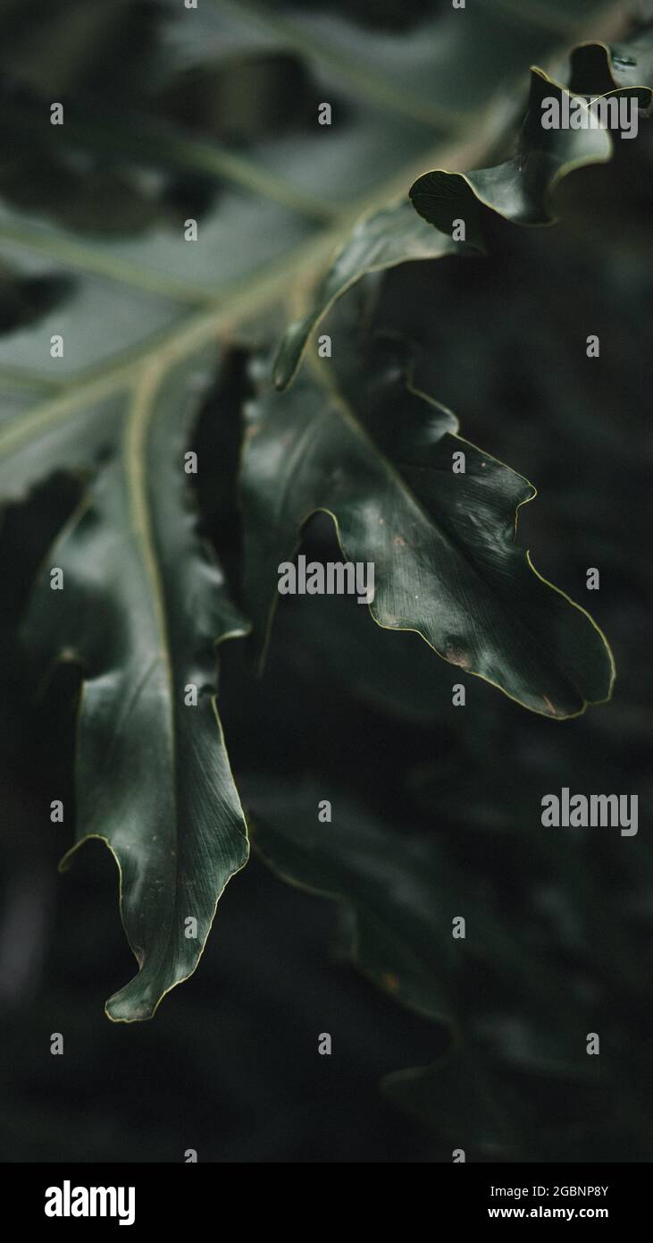Lobed leaf hi-res stock photography and images - Alamy