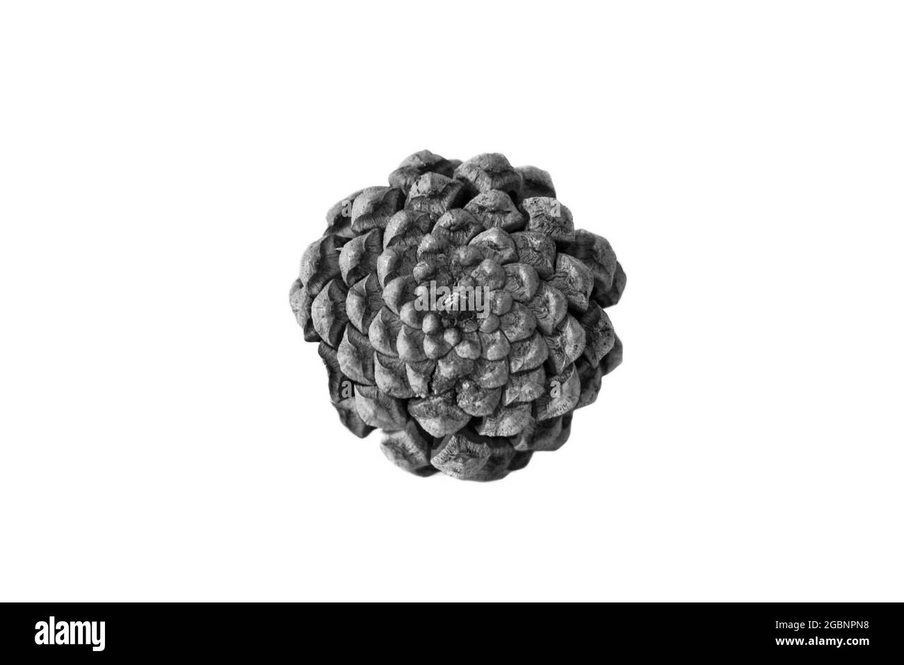 Grayscale shot of a pine cone isolated on a white background Stock ...