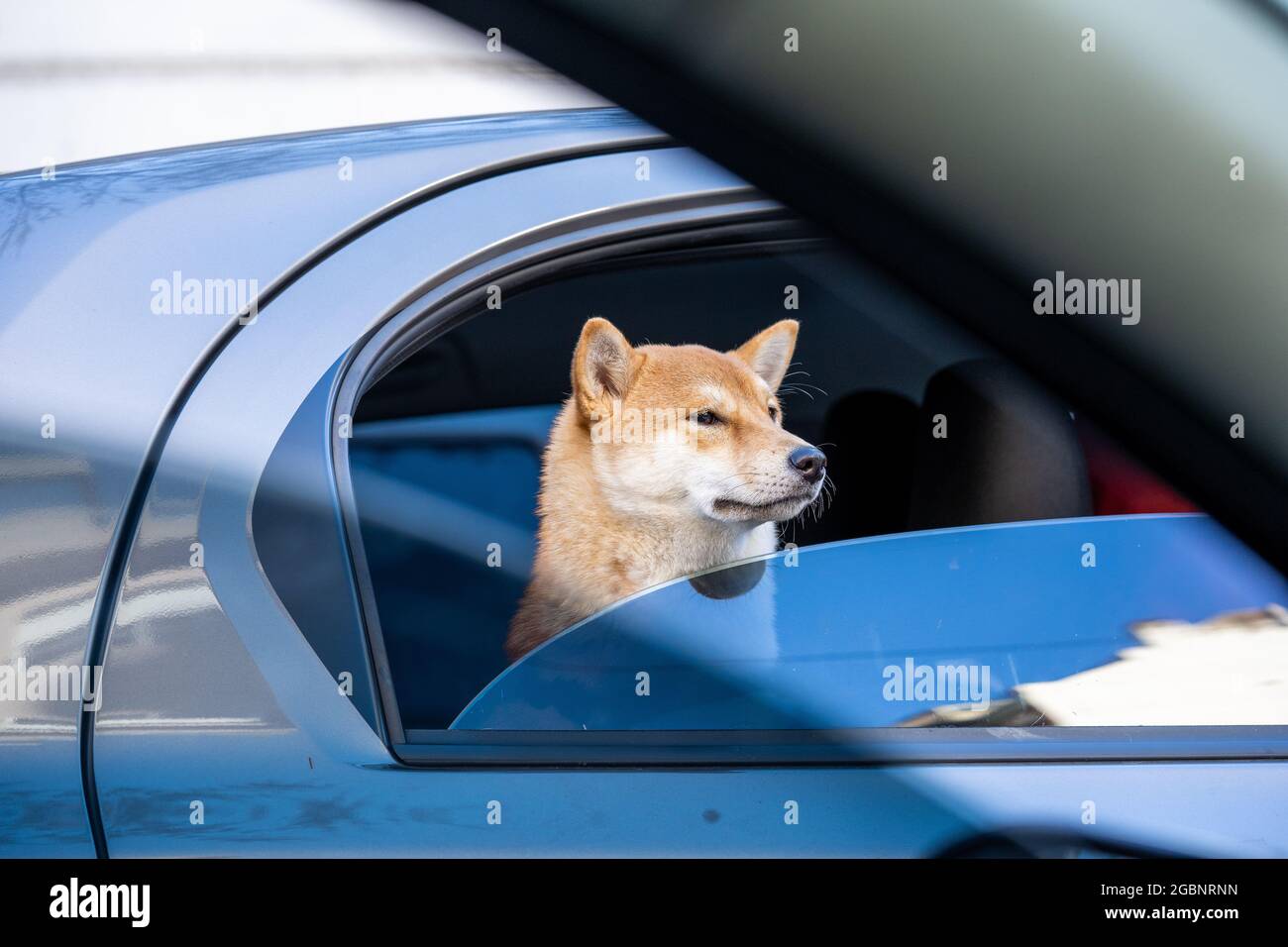 Selective focus shot of a cute Shiba Inu looking out of the car window ...