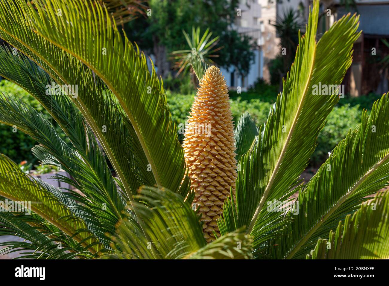 Flower of cycad large pollen above a cyad sago palm. king sago palm ...