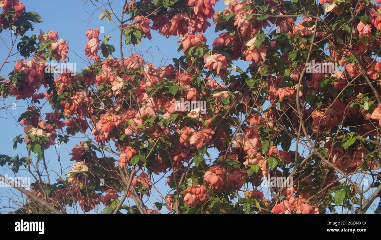 Delicate decorative blooming pink tree Albicia Lankaran Stock Photo - Alamy